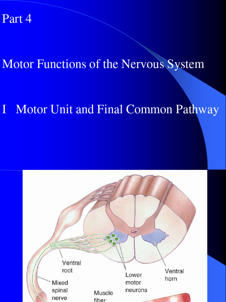 Motor System | PDF | Motor Neuron | Basal Ganglia