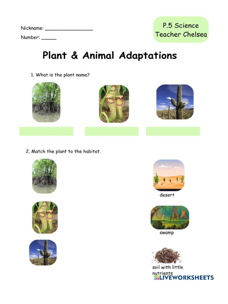 Adaptation Work Sheet 1 | PDF