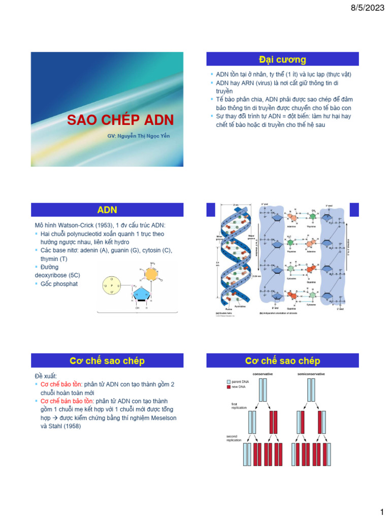 4_SAO CHÉP ADN (1) | PDF