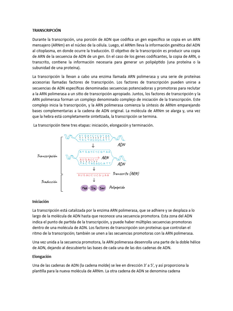 TRANSCRIPCIÓN y Traduccion | PDF | Rna | Traducción (biología)