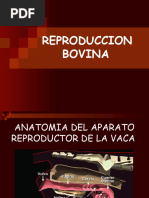 Aparato Reproductor Del Cerdo | PDF | Sistema reproductivo | Hormona ...