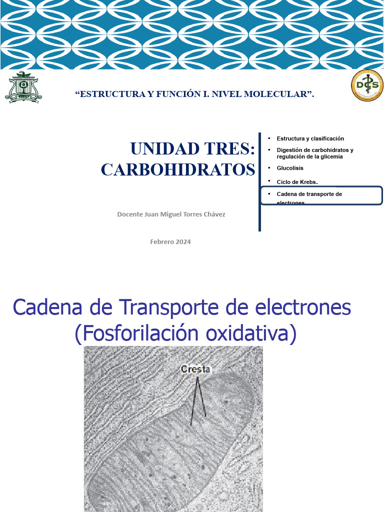 Cadena Transportadora de Electrones | PDF | Trifosfato de adenosina | Cadena de transporte de ...