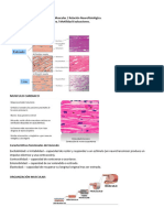 Fisiología del Tono Muscular Explicada | PDF | Músculo | Neurona