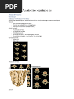 Zelfstudie Anatomie Wervelkolom en Thorax (Botten) | PDF