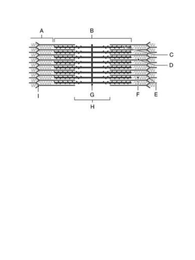 Muscle Labeling Images-1 | PDF