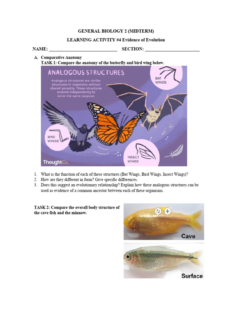 Learning Activity #4 | PDF | Evolution | Cytochrome C