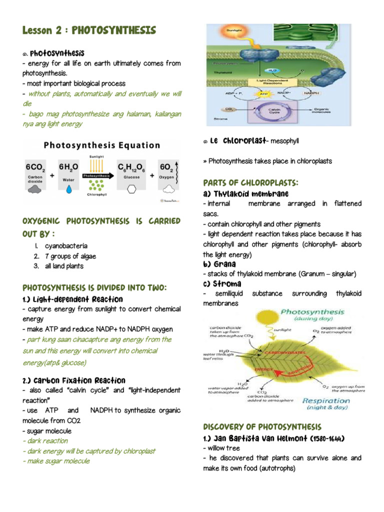 GEN BIO Lesson 2 | PDF | Photosynthesis | Chlorophyll