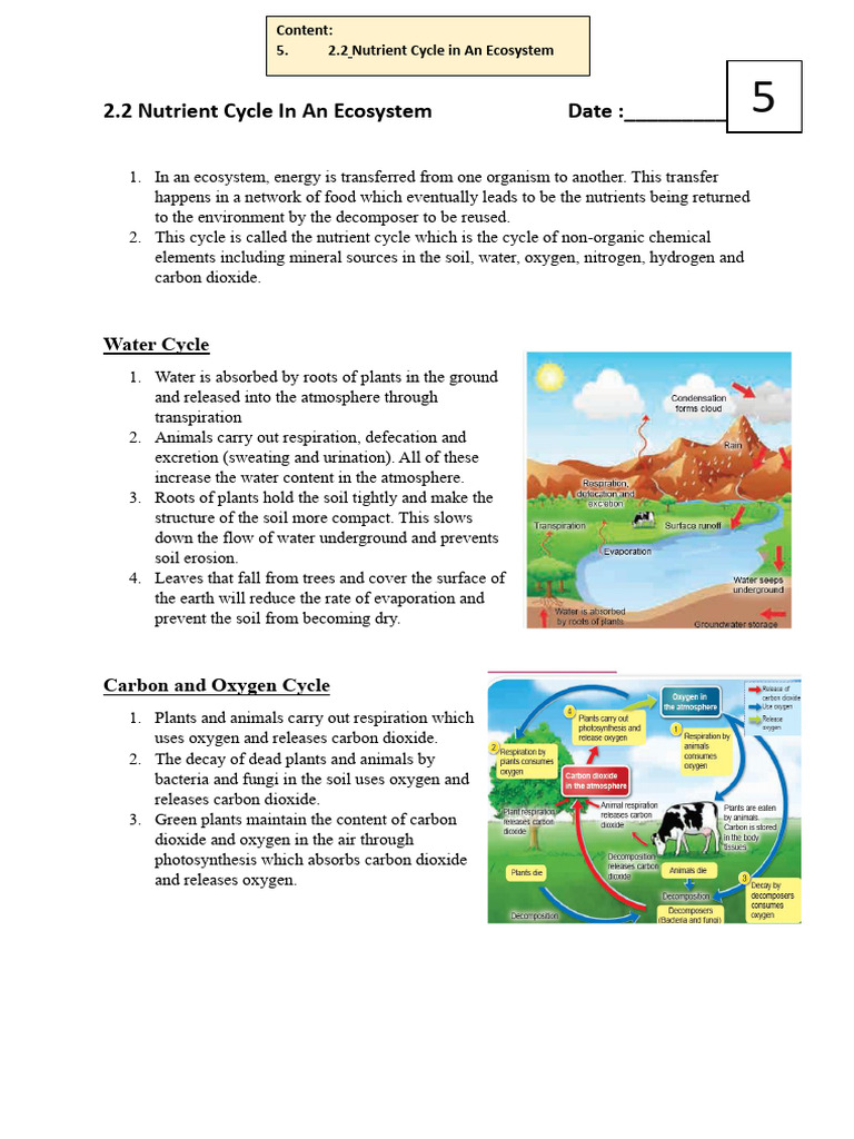 Ecosystem Nutrient Cycle Guide | PDF | Soil | Water