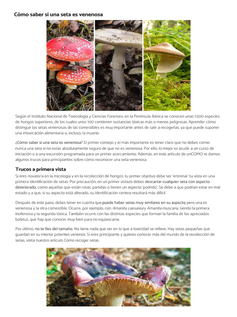Cómo Saber Si Una Seta Es Venenosa PDF | Descargar gratis PDF | Seta | Hongo