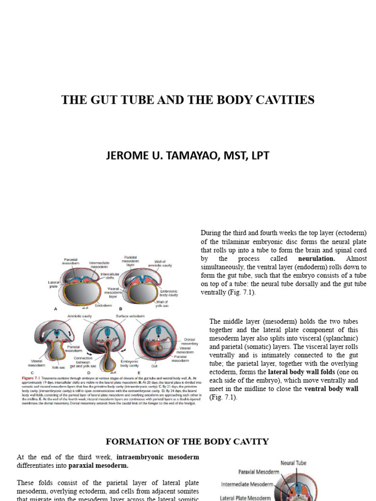 The Gut Tube and The Body Cavities | PDF | Peritoneum | Anatomy