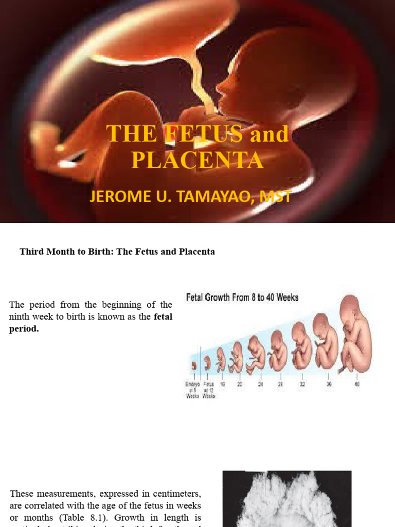 THE FETUS and PLACENTA | PDF | Placenta | Fetus