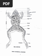 Frog External Anatomy Atlas | PDF | Vertebra | Vertebral Column
