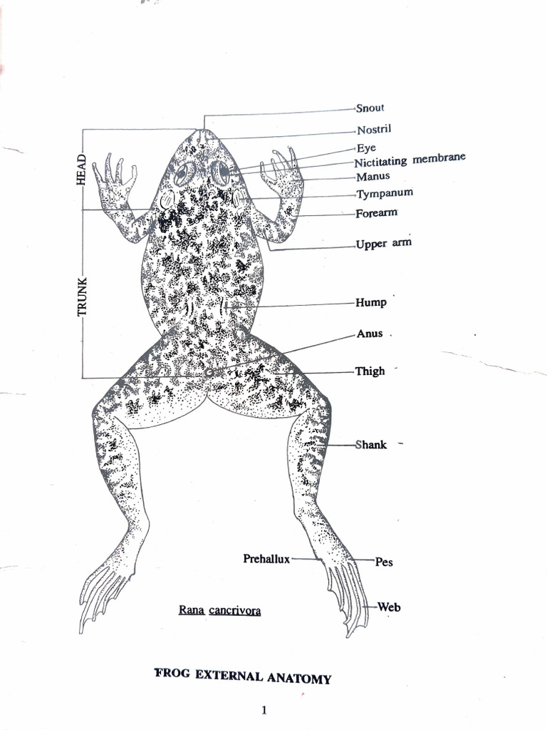 Frog Atlas | PDF | Vertebra | Peritoneum