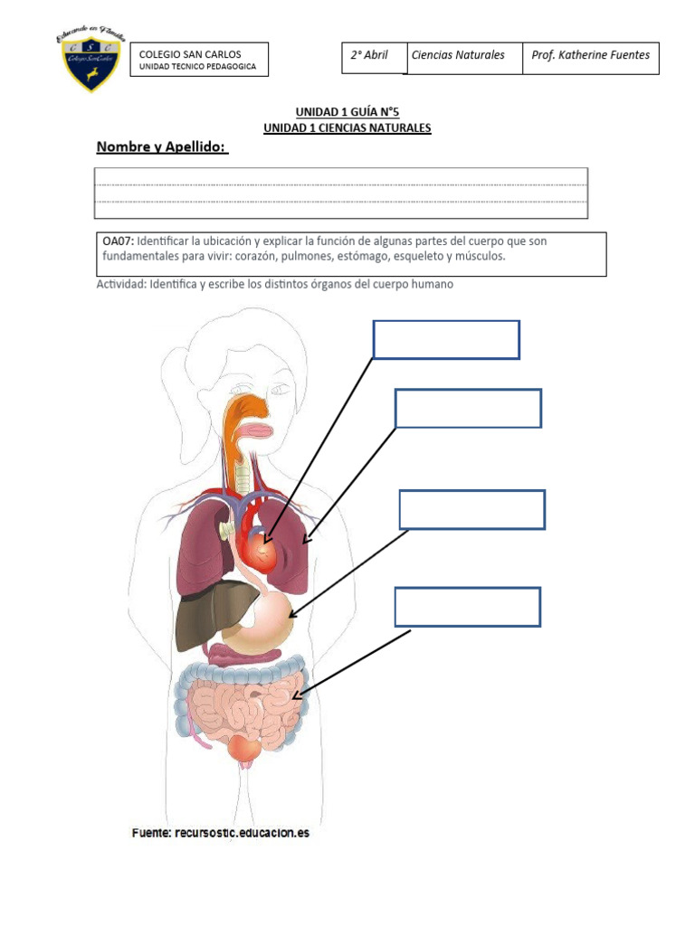 Guía 5 UNIDAD 1 Organos Del Cuerpo | PDF