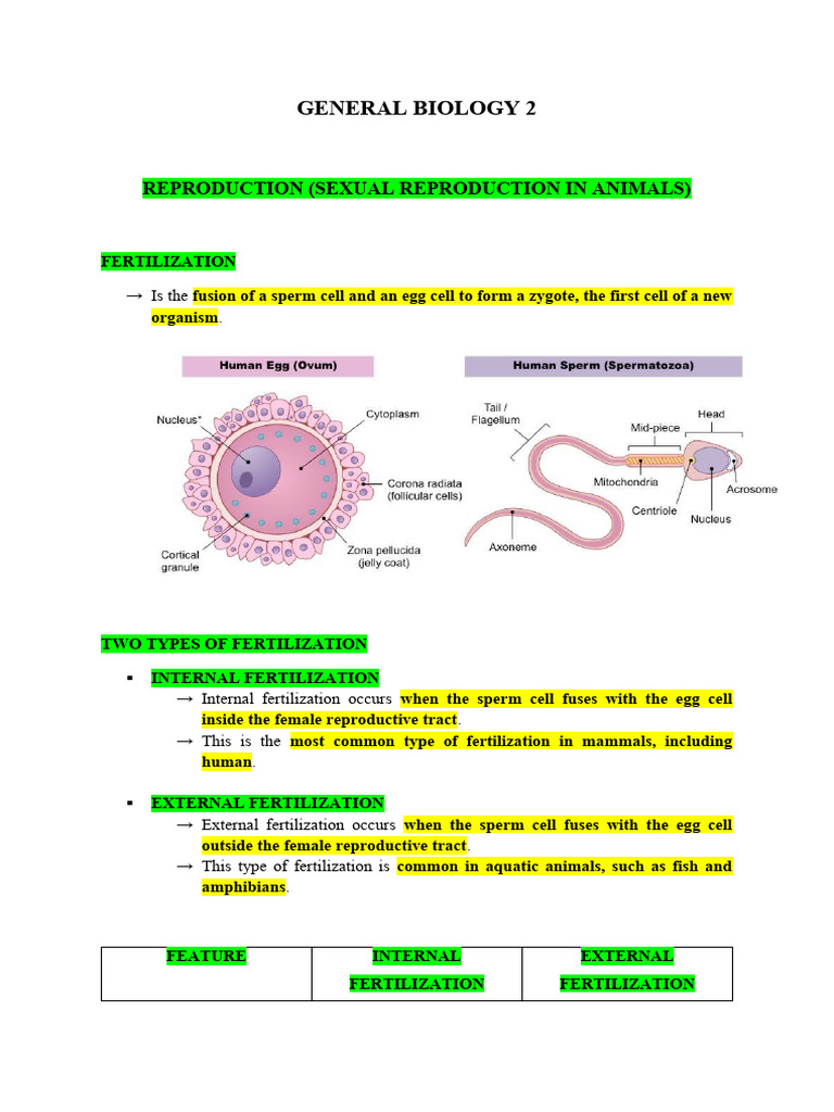 General Biology 2 (Reproduction - Sexual Reproduction in Animals) | PDF ...