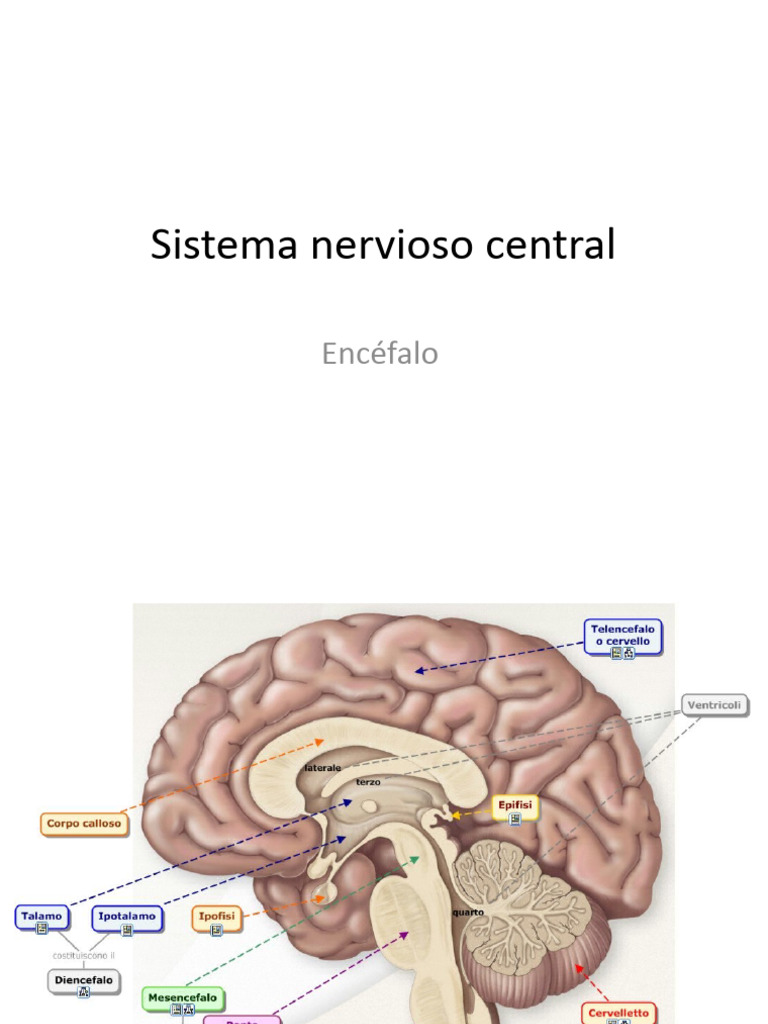 Anatomía y Funciones del SNC | PDF | Cerebro | Tálamo