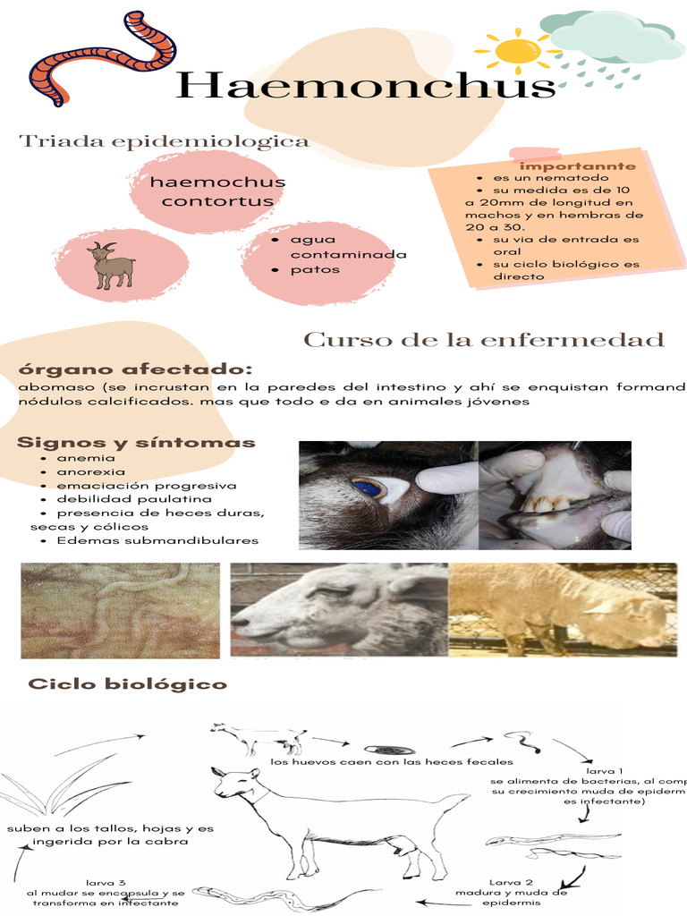 Haemonchus | PDF | Medicina CLINICA | Enfermedades y trastornos