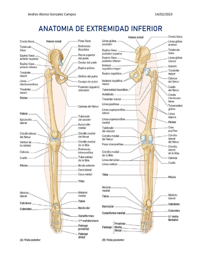 Anatomia de Extremidad Inferior | Descargar gratis PDF | Rodilla | Pelvis
