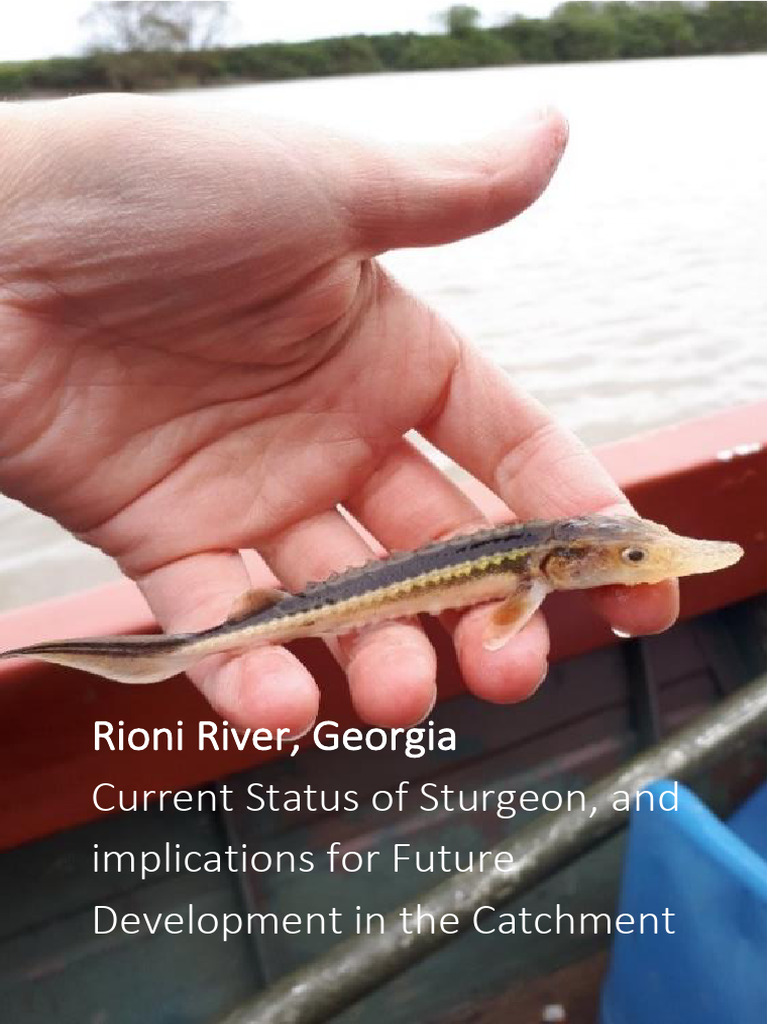 Rioni River Sturgeon Report V6.en | Download Free PDF | River | Danube