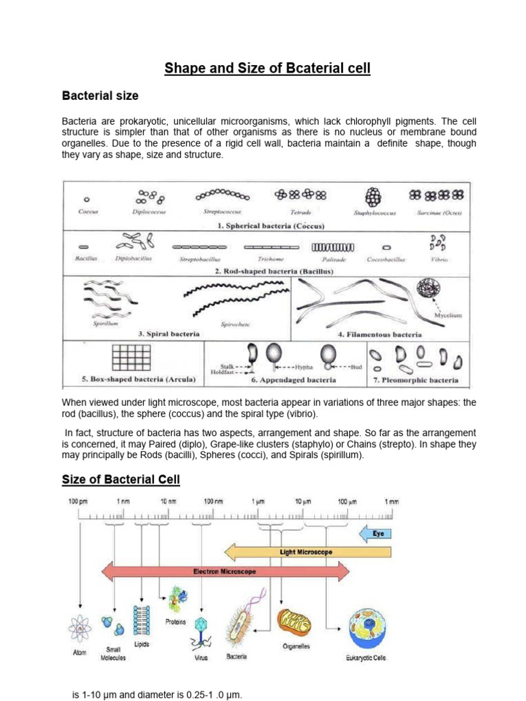 Bacterial Cell Shapes and Sizes Explained | PDF | Bacteria | Cell (Biology)