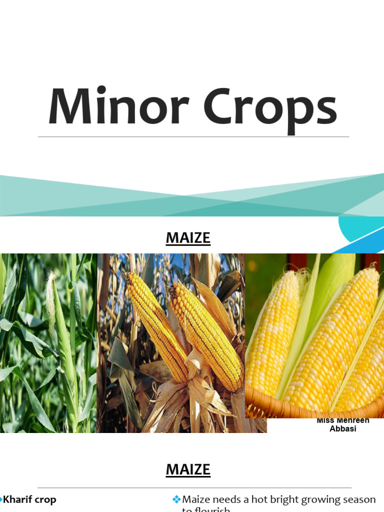 Minor Crops | PDF | Crops | Rapeseed