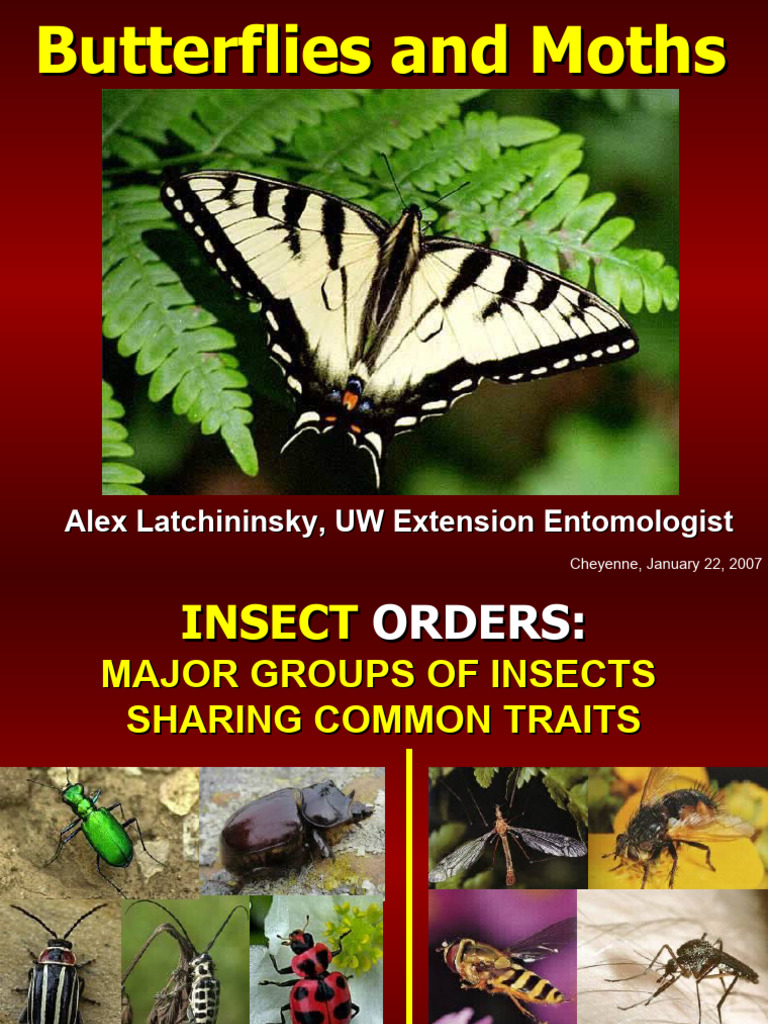 2007 Butterflies and Moths | PDF | Lepidoptera | Moth