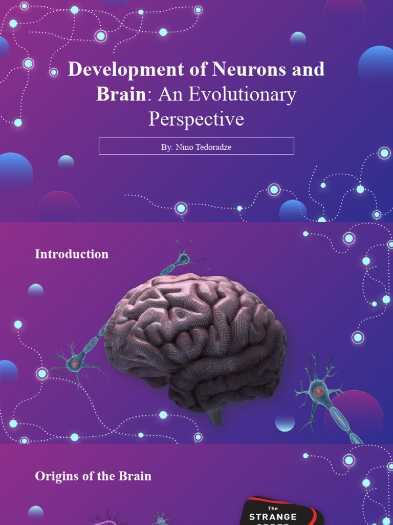 Evolution of Brain | PDF | Brain | Cerebral Cortex