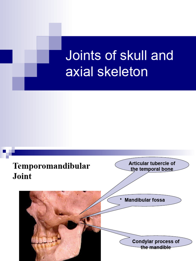 Skull and Axial Skeleton Joints | PDF | Vertebra | Vertebral Column