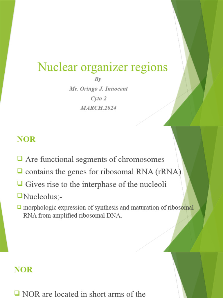 Nuclear Organizer Regions | PDF | Ribosome | Proteins
