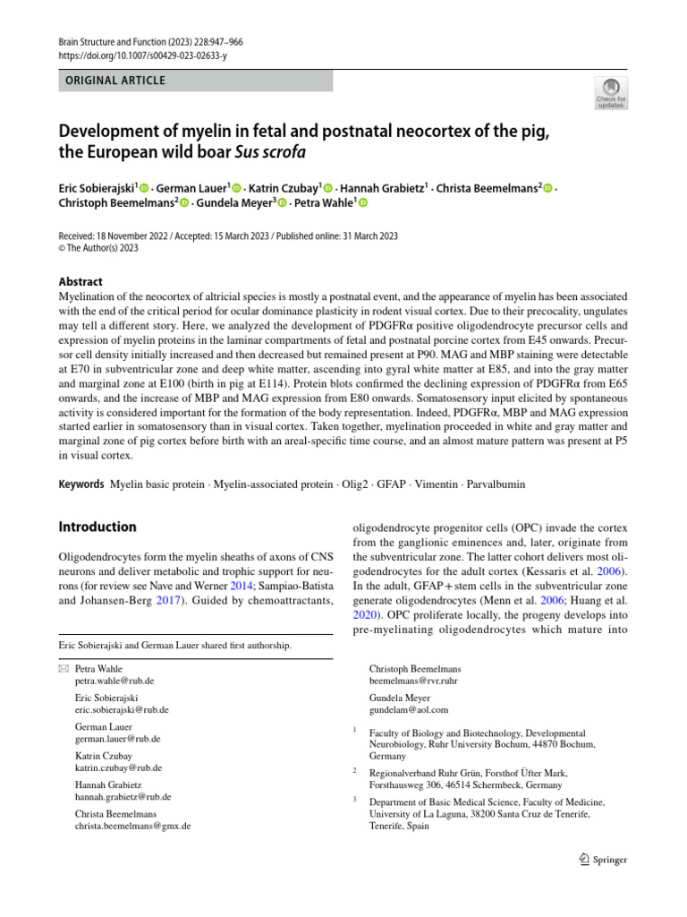 Myelin Development in Pig Neocortex | PDF | Myelin | Cerebral Cortex