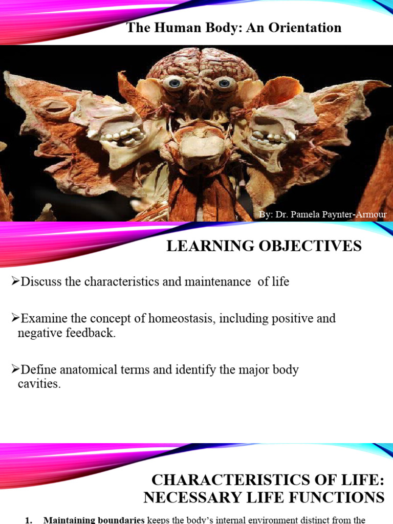 NURS 1109 - Human Body Orientation Part 2 | PDF | Anatomical Terms Of ...