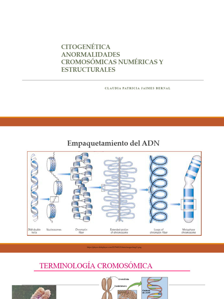 Citogenetica Generalidades | PDF | Mitosis | Cromosoma