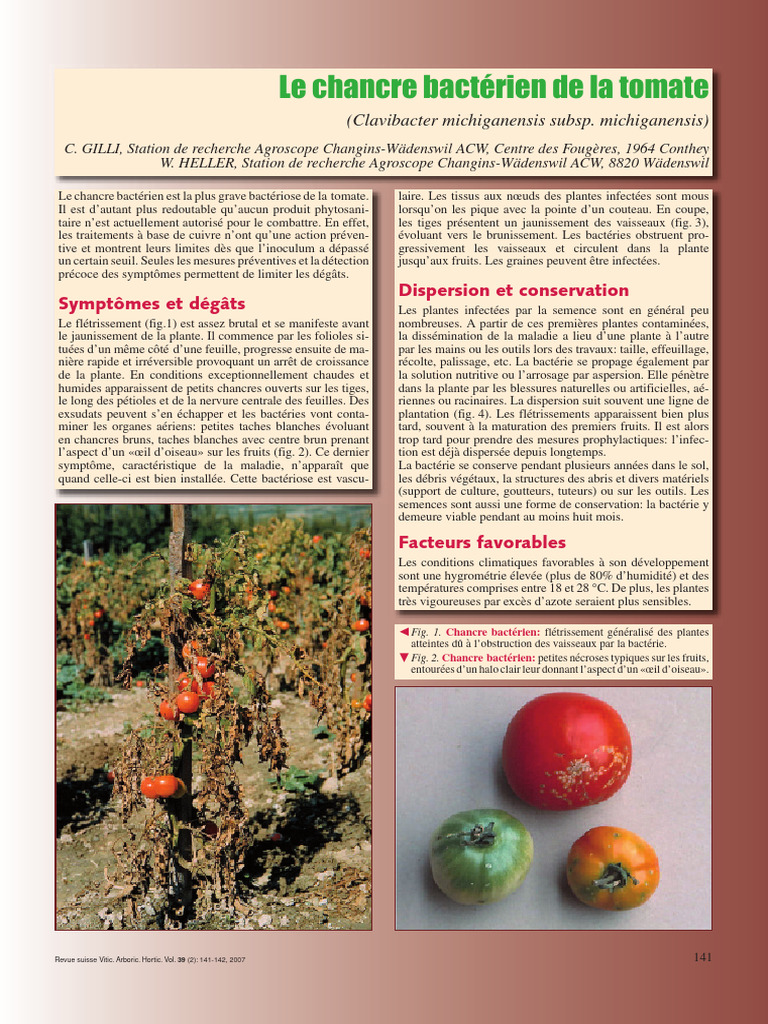 Chancre bactérien de la tomate : prévention et lutte | PDF | Plantes ...
