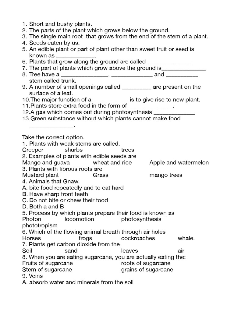 Class 3 Plants 1 | PDF | Leaf | Foods