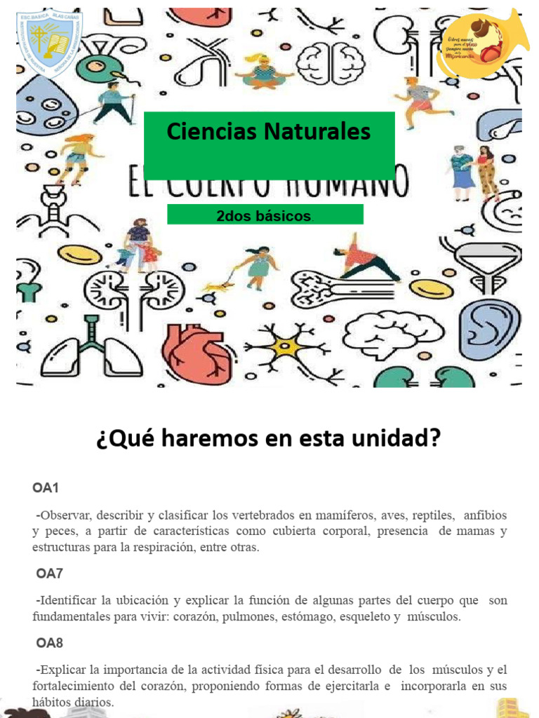 Los Organos Del Cuerpo Humano 2do | PDF | Respiración | Corazón