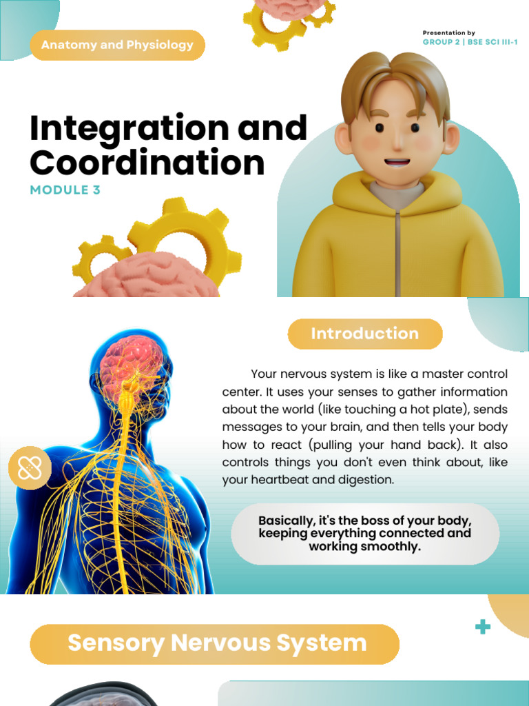 Integration and Coordination - SG3 | PDF | Endocrine System | Neuron