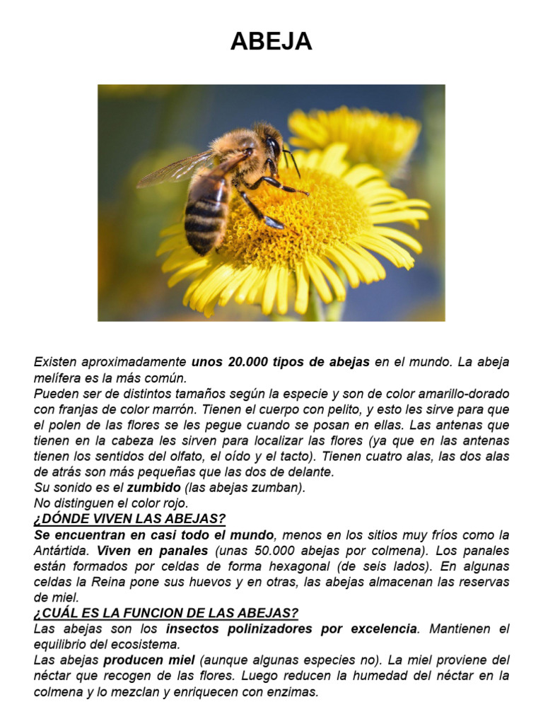 ABEJA | PDF