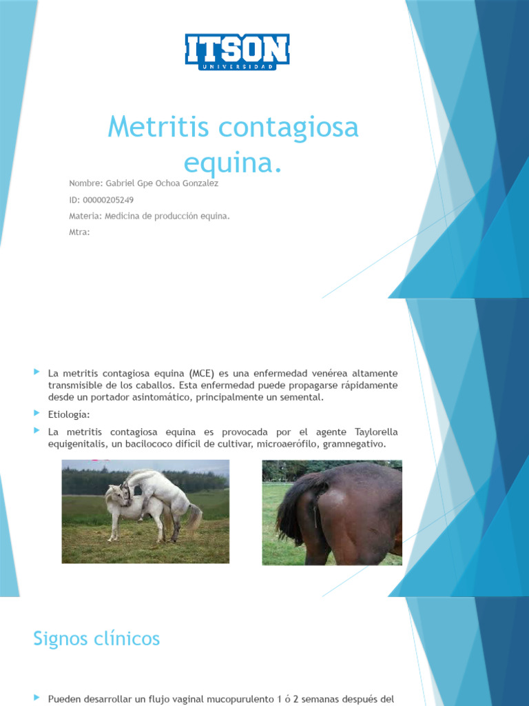 Metritis Contagiosa Equina: Diagnóstico y Tratamiento | PDF | Medicina ...