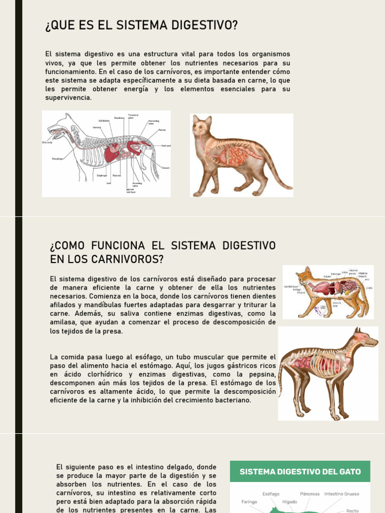 Sistema Digestivo Carnivoro | PDF | Digestión | Sistema digestivo humano