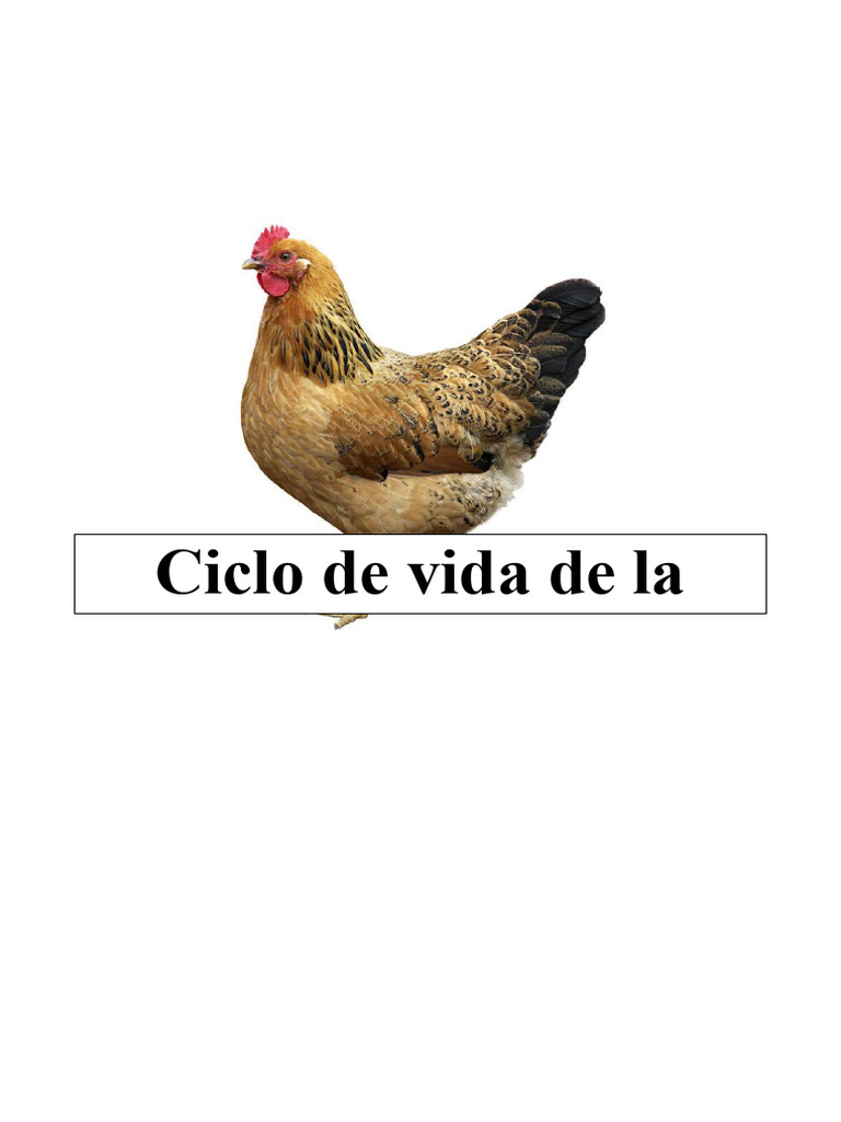 Ciclo de Vida de La Gallina | PDF