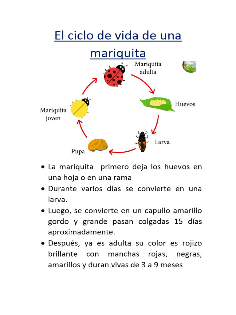 Hoja De Trabajo Sobre El Ciclo De Vida De Una Mariquita