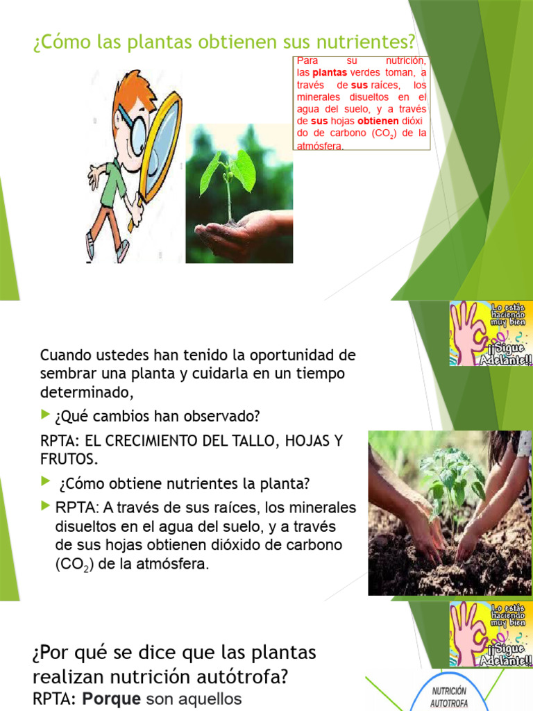 Nutrientes En Las Plantas 22 Marzo Dorian Jeriel Trigozo Torres 2989