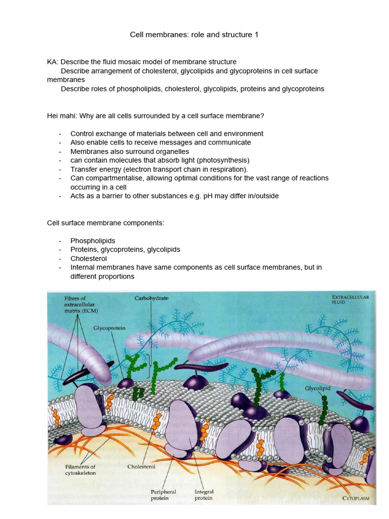 Cell Membrane Structure and Functions | PDF | Cell Membrane | Lipid Bilayer