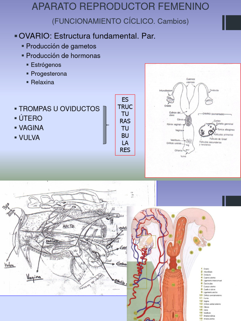 A. Reprod. FEMENINO | PDF | Ovario | Hormona luteinizante