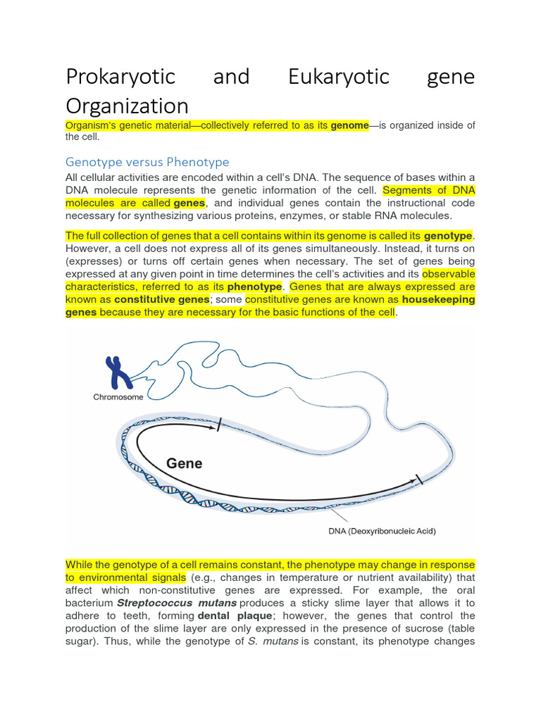 Prokaryotic Eukaryotic Gene Organization | PDF | Dna | Plasmid