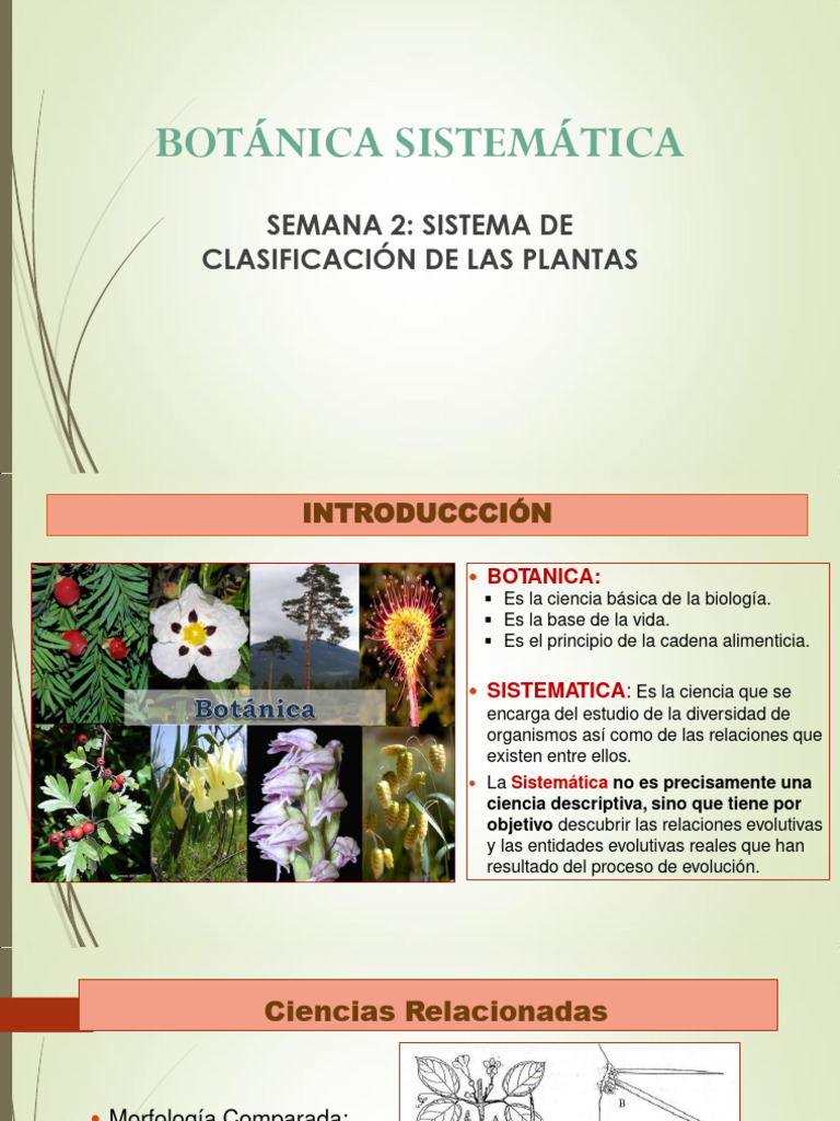 Botanica Sist. 2 | PDF | Taxonomía (biología) | Plantas