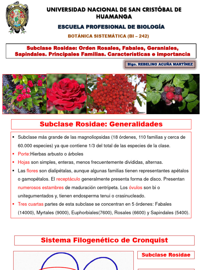 Subclase Rosidae | PDF | Hinojo | Flores