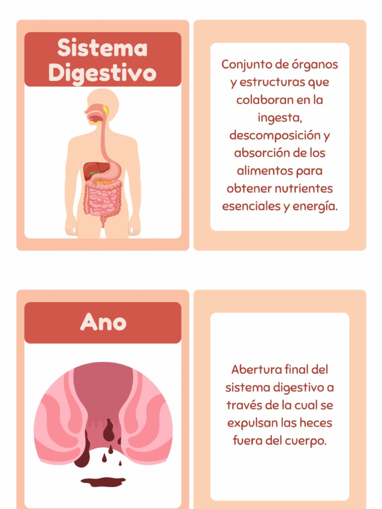 El Sistema Digestivo y Sus Funciones | PDF