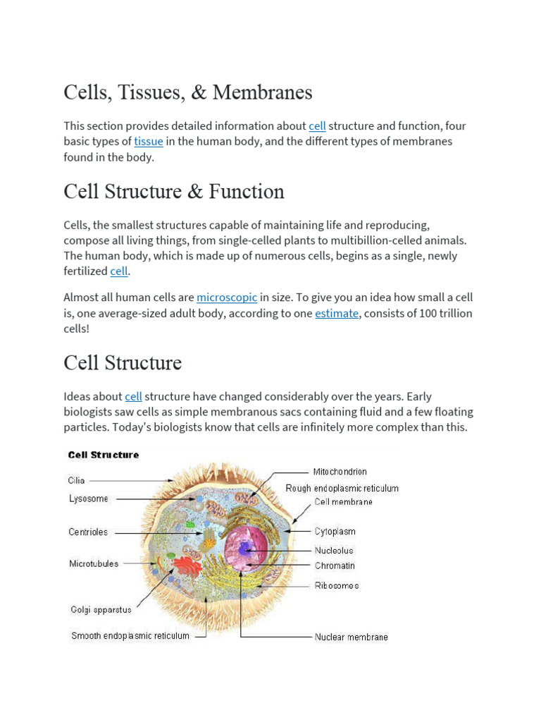 AnaPhy Cells | PDF | Cell (Biology) | Cytoplasm