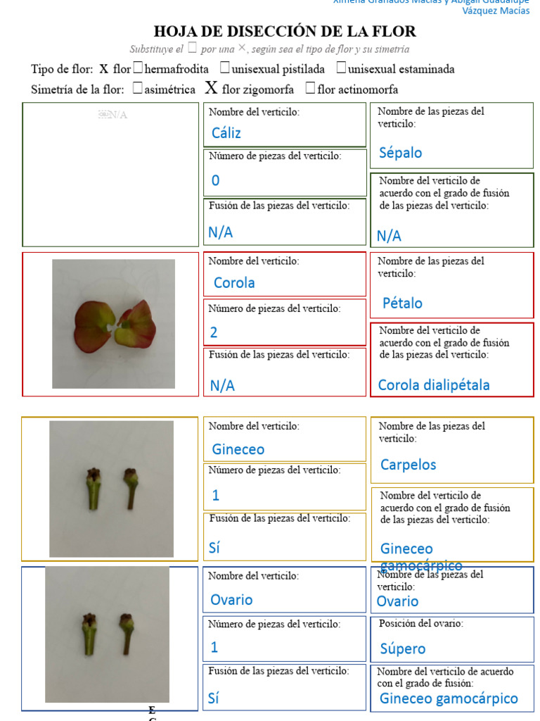 Anatomía y Tipos de Flores | PDF | Flores | Morfología Vegetal